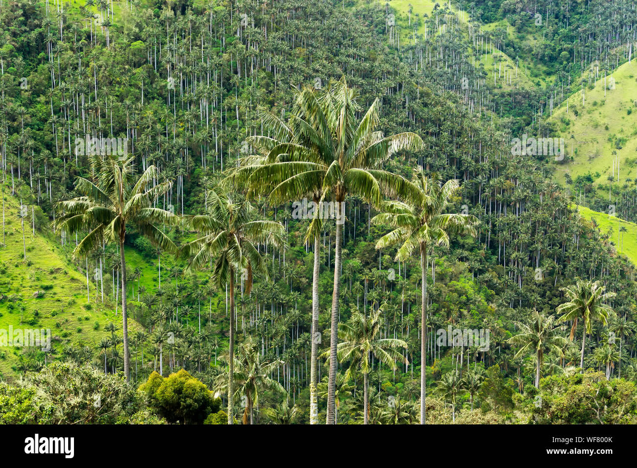 Wax palm trees hi-res stock photography and images - Alamy