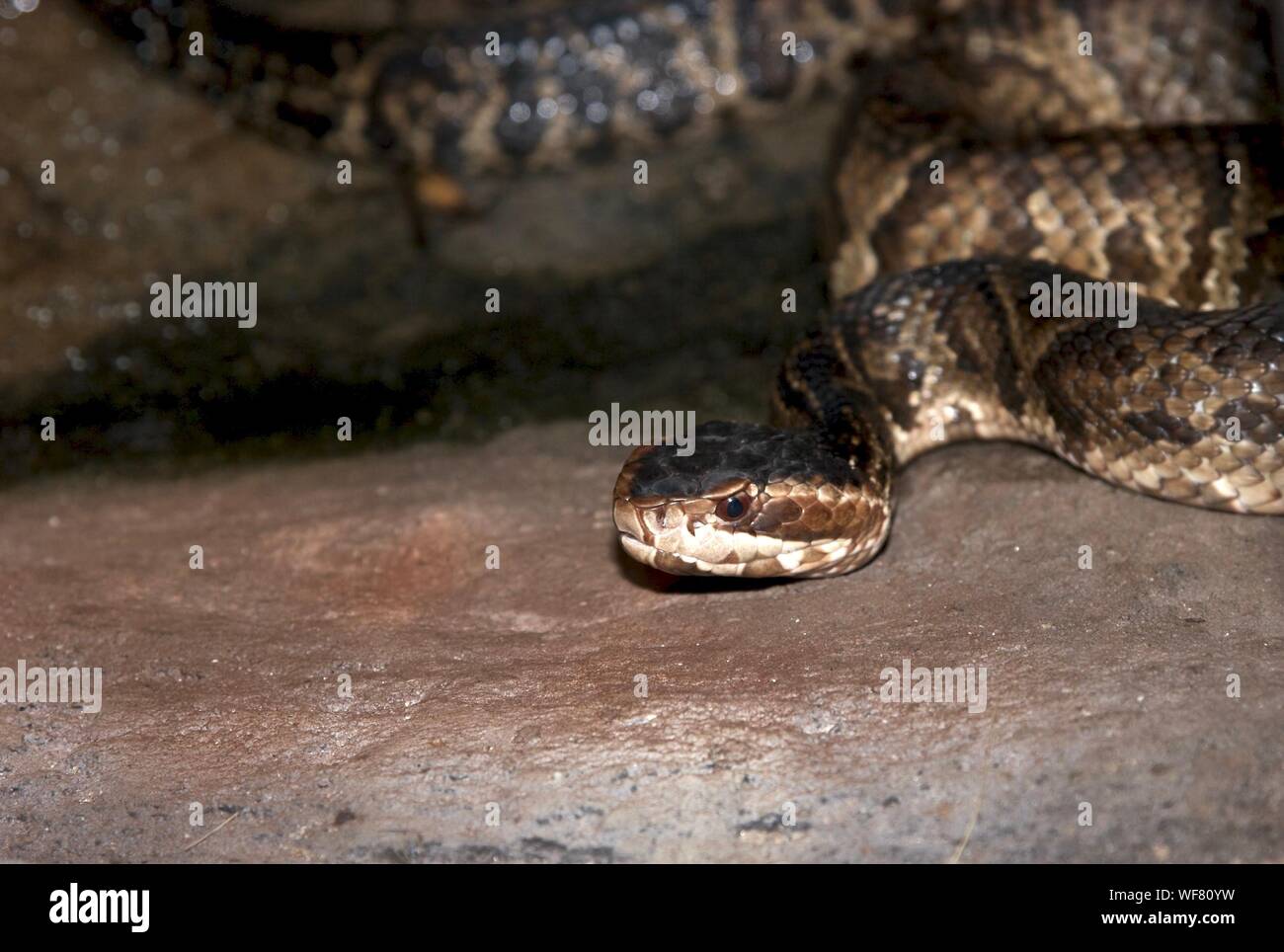 The snake zoo hi-res stock photography and images - Alamy