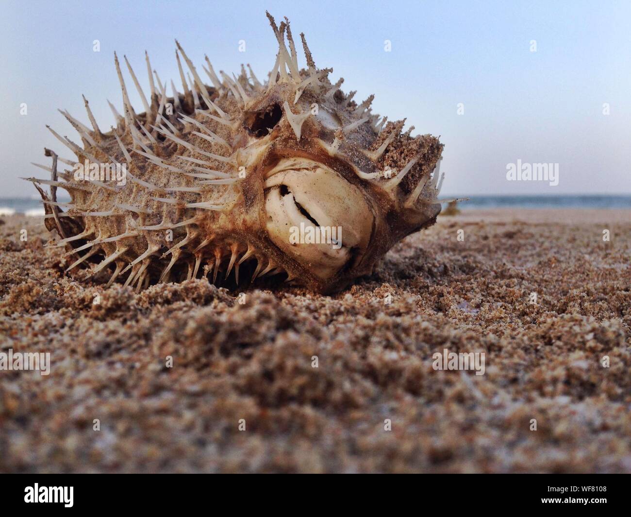 Marine creature hi-res stock photography and images - Alamy