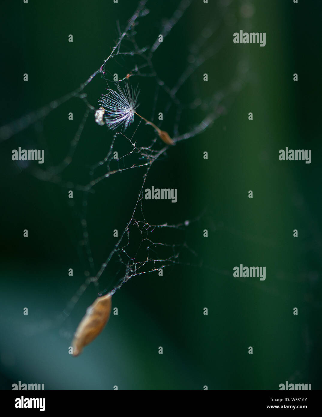 Dandelion Fluff High Resolution Stock Photography and Images - Alamy