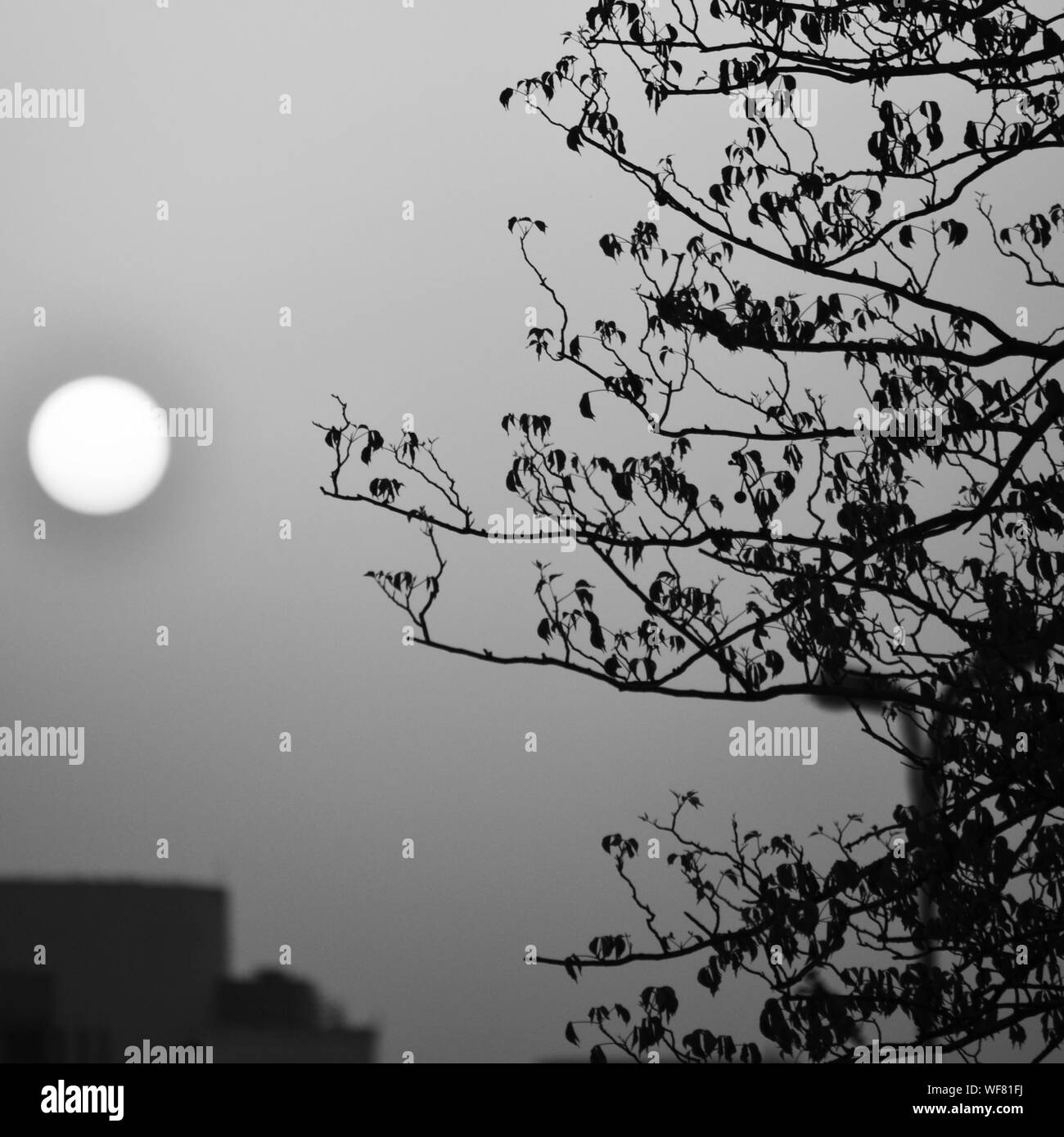 Moon sky tree night branch hi-res stock photography and images - Alamy