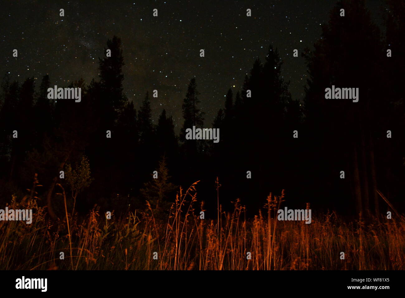 Night Sky Above Forest High Resolution Stock Photography and Images - Alamy