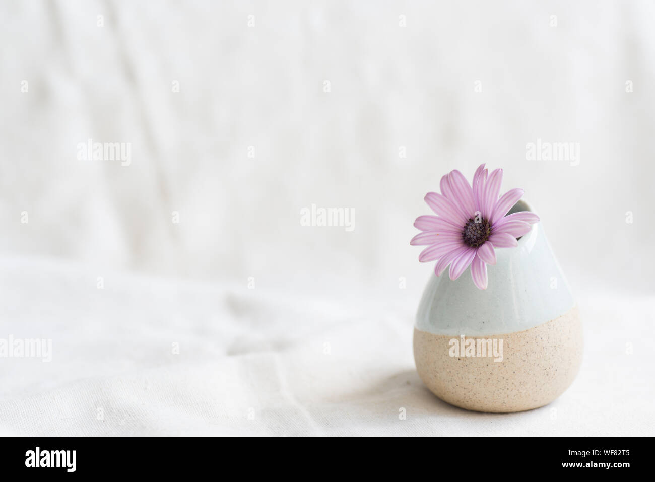 Daisy in vase hi-res stock photography and images - Alamy