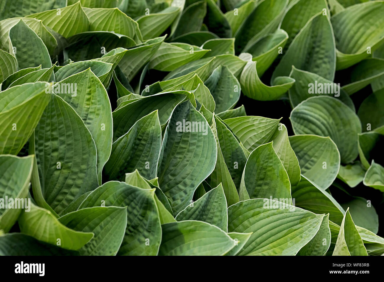 ransom, wild garlic, background texture Stock Photo - Alamy