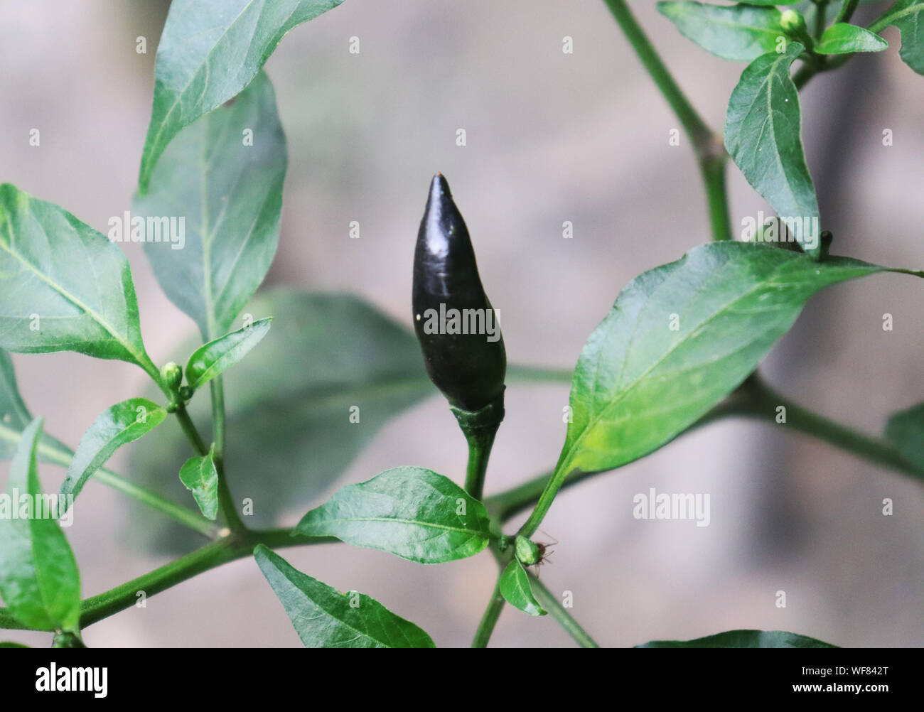 Fresh black chili growing in a vegetable garden Stock Photo - Alamy