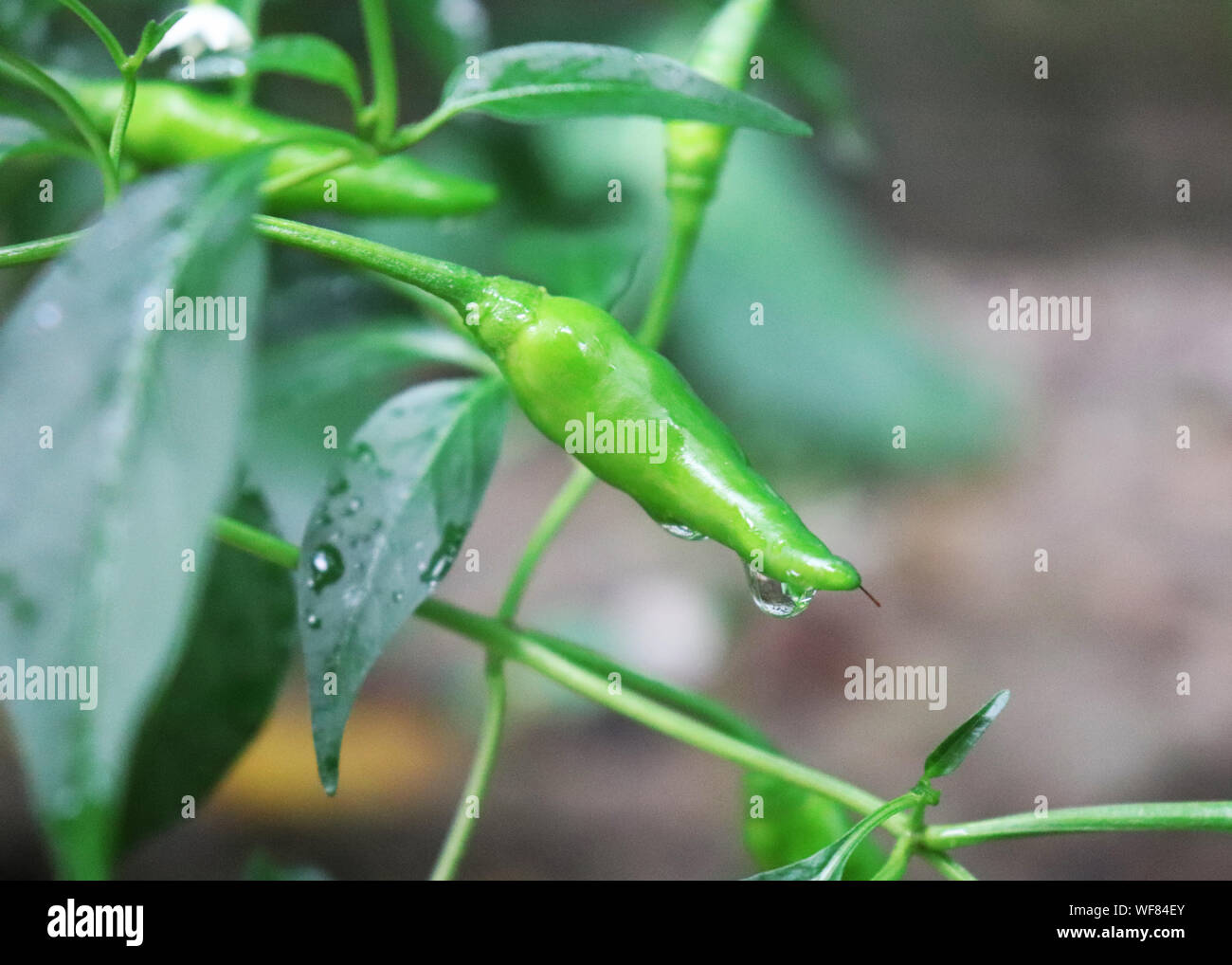 Green pepper capsicum seedling hi-res stock photography and images - Alamy