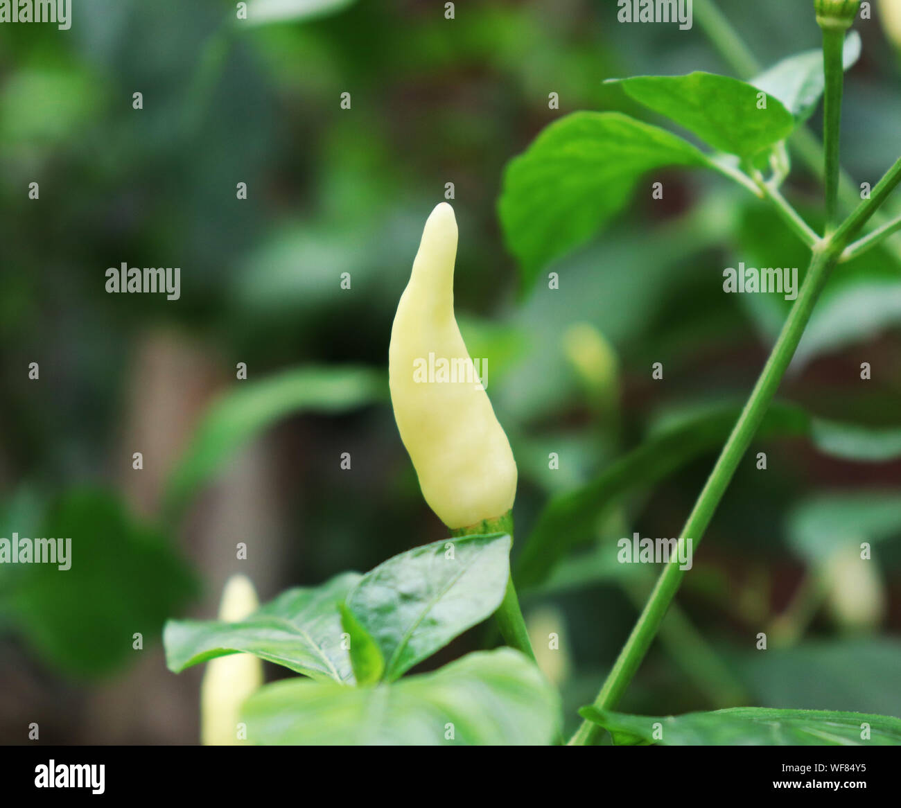 Growing vegetable tree hi-res stock photography and images - Alamy