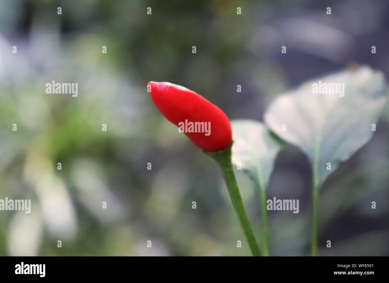 Red hot chili pepper plant, fresh red chili Stock Photo - Alamy