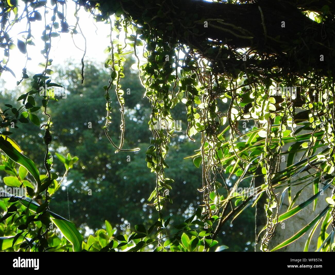 Plants Growing On Tree Stock Photo - Alamy