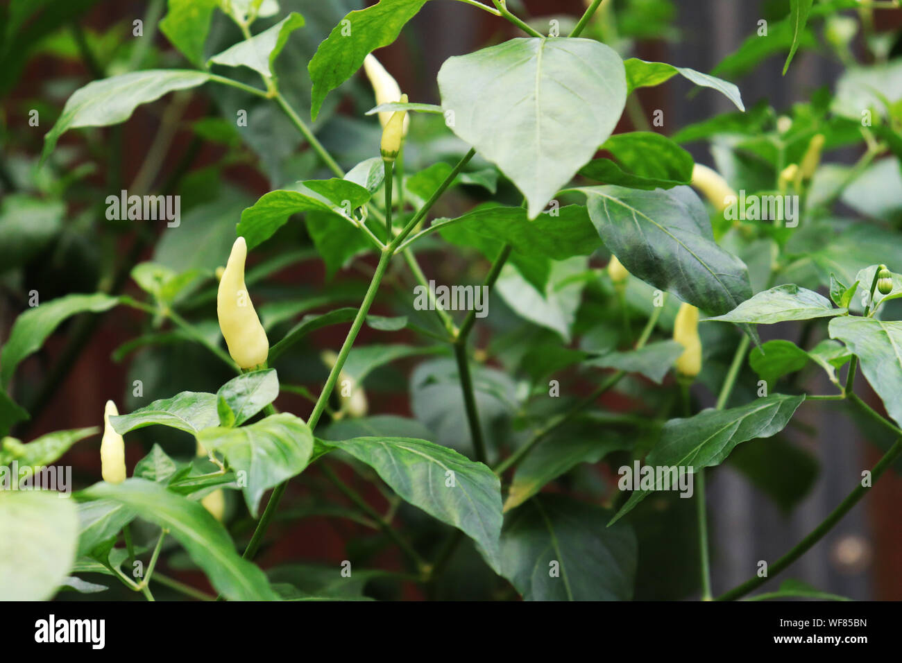 Red chilli tree hi-res stock photography and images - Alamy
