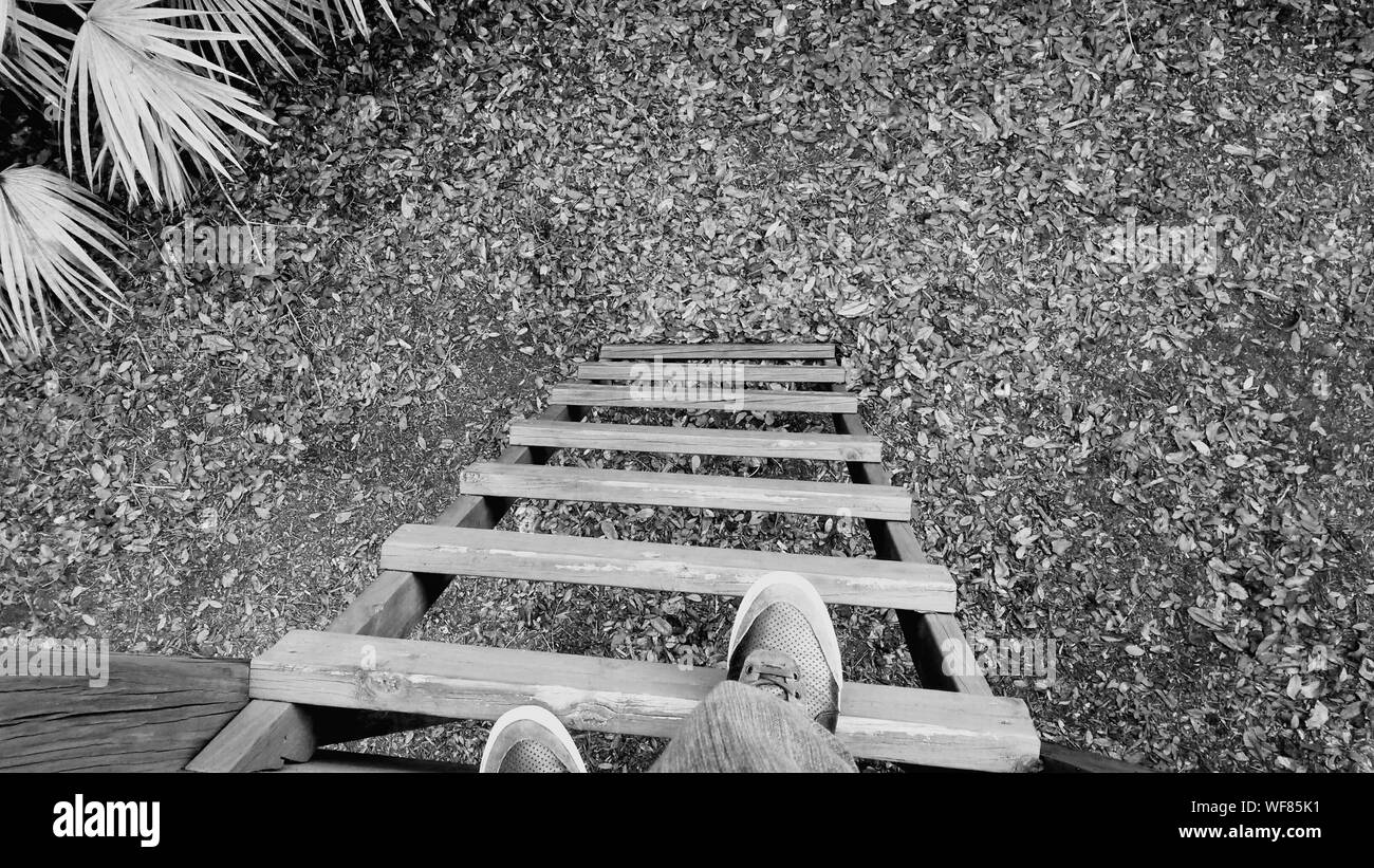 Palm Ladder High Resolution Stock Photography and Images - Alamy