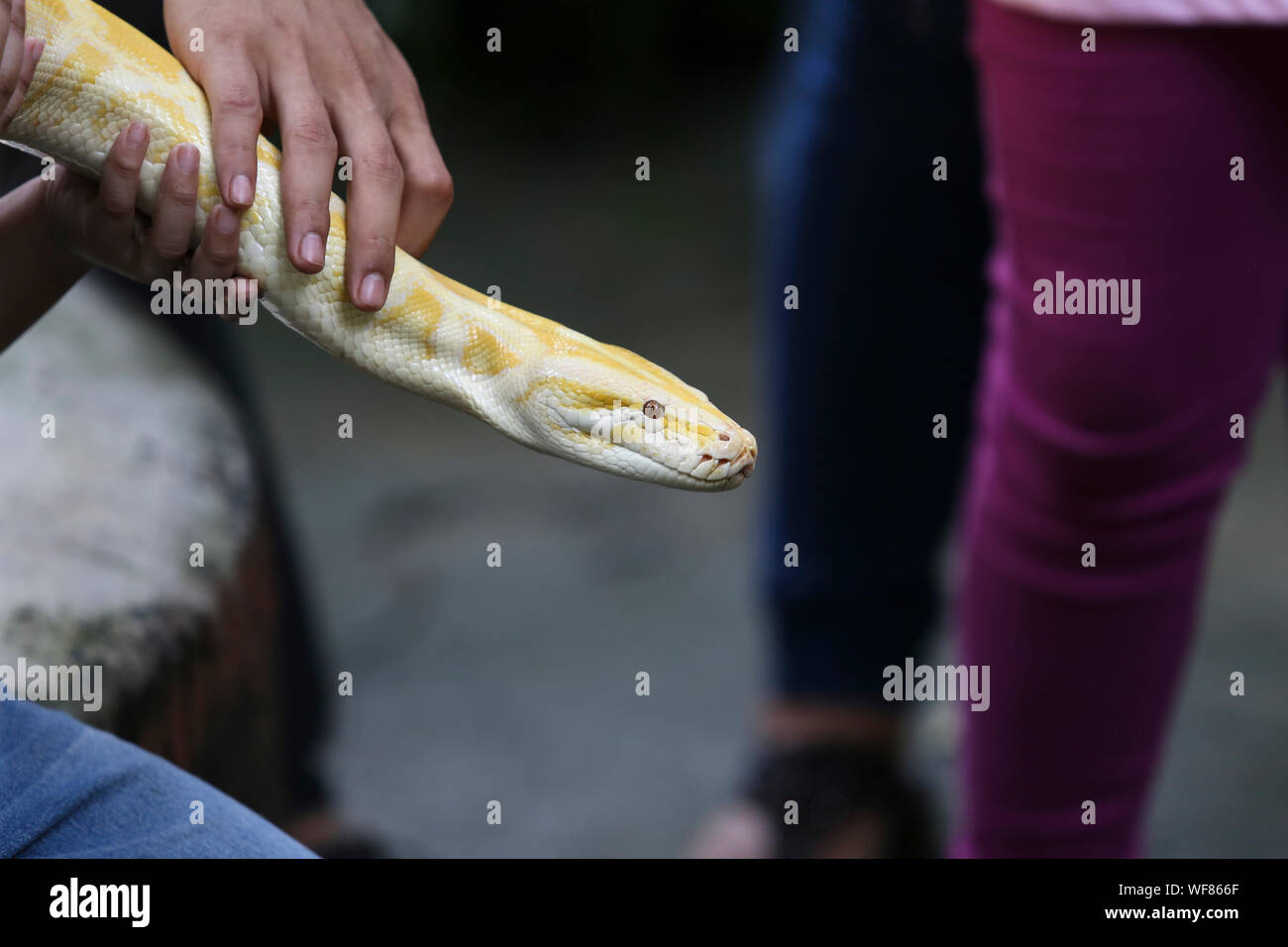 Close Up Holding Snake High Resolution Stock Photography and Images - Alamy
