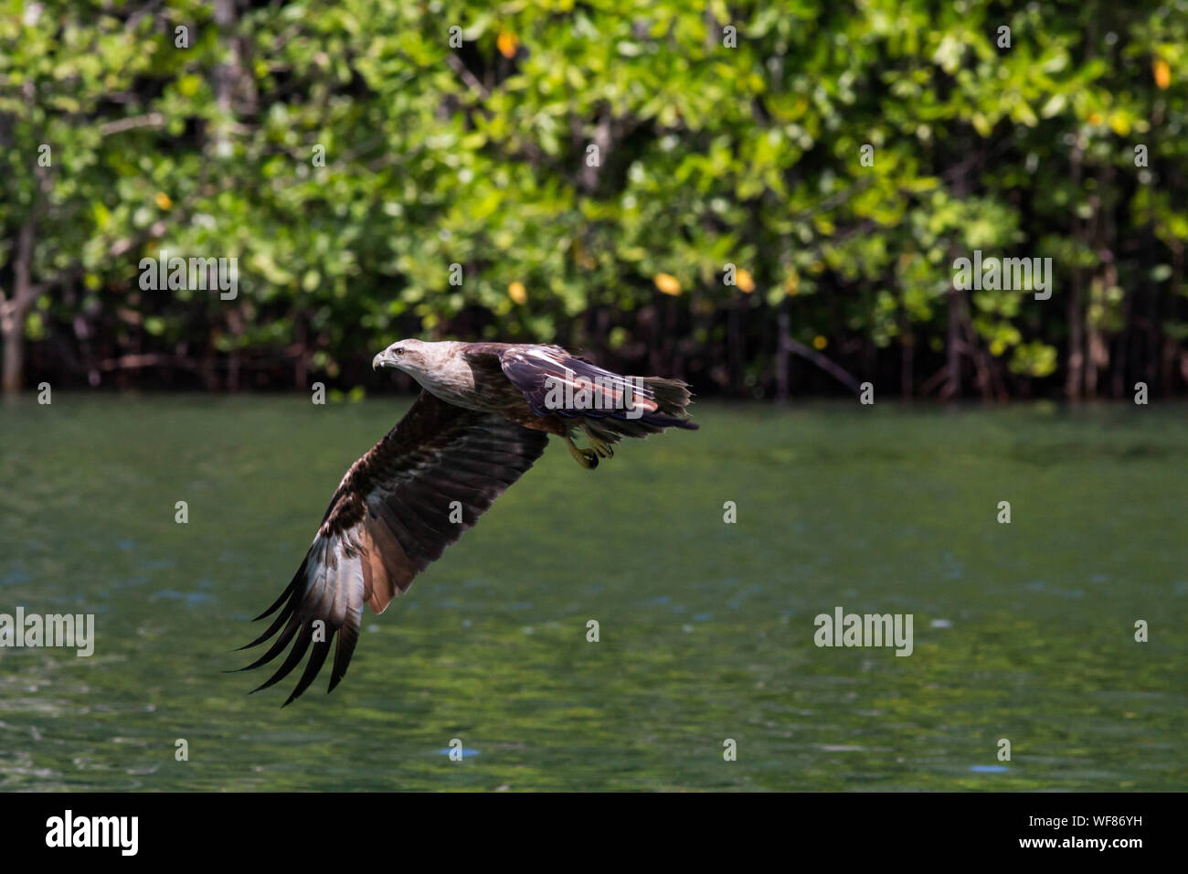 Eagle on water hi-res stock photography and images - Alamy