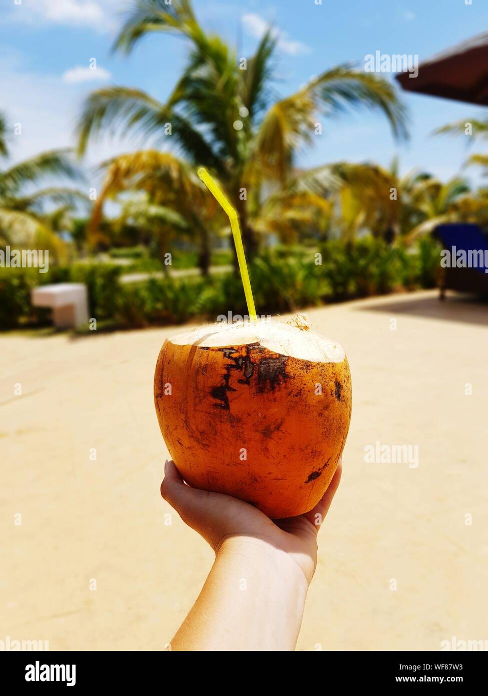 Hand holding coconut on beach hi-res stock photography and images - Alamy