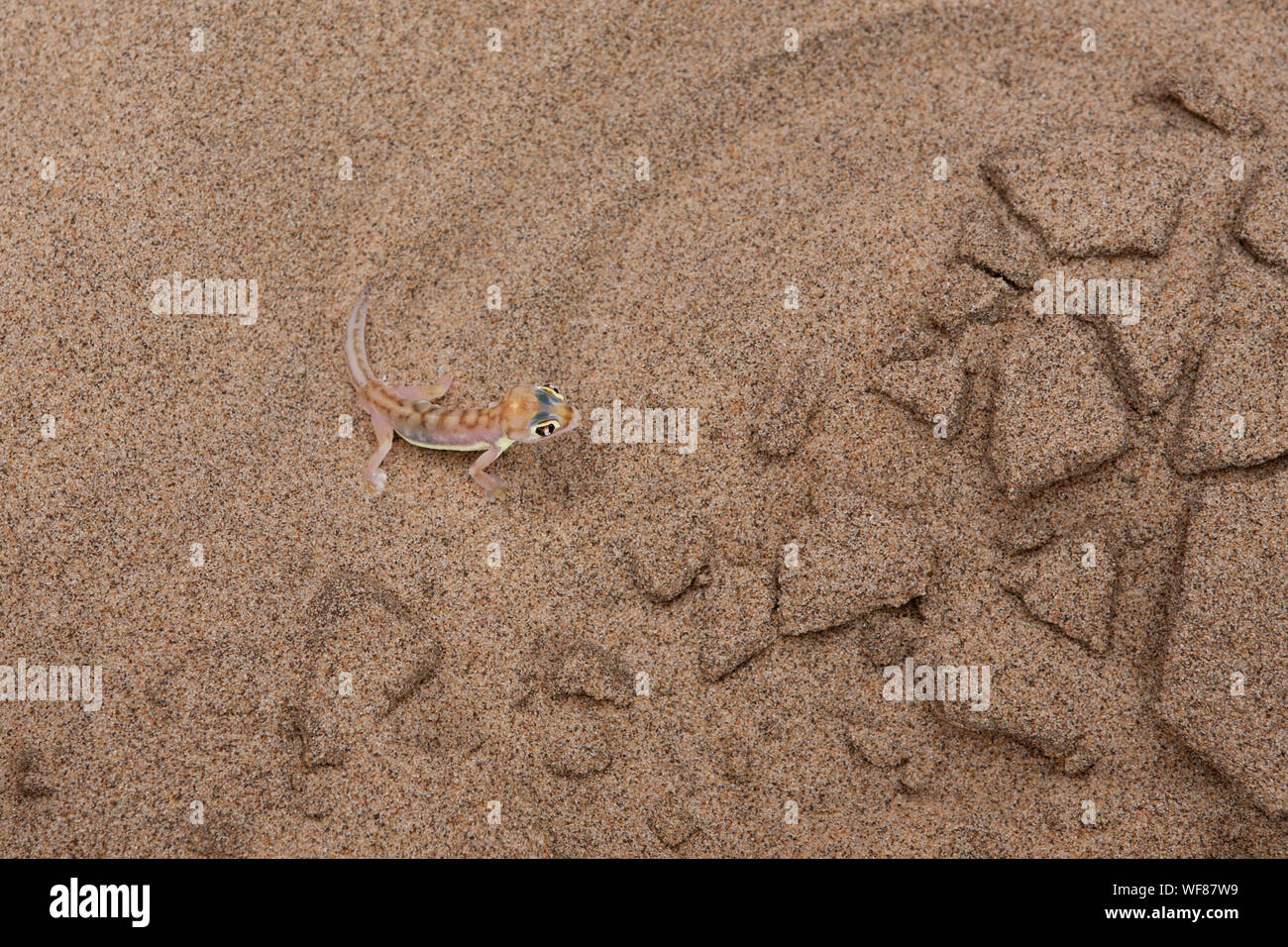 Desert gecko hi-res stock photography and images - Alamy