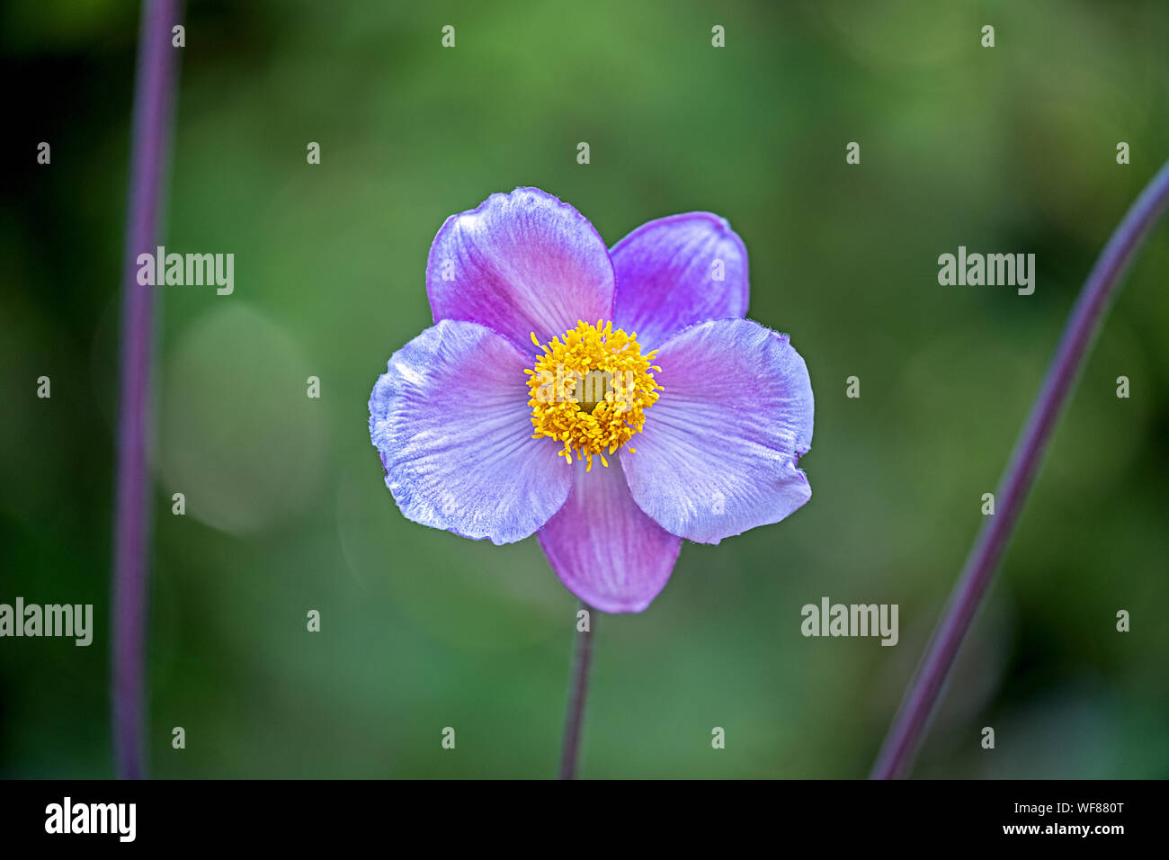 Japanese windflowers hi-res stock photography and images - Alamy