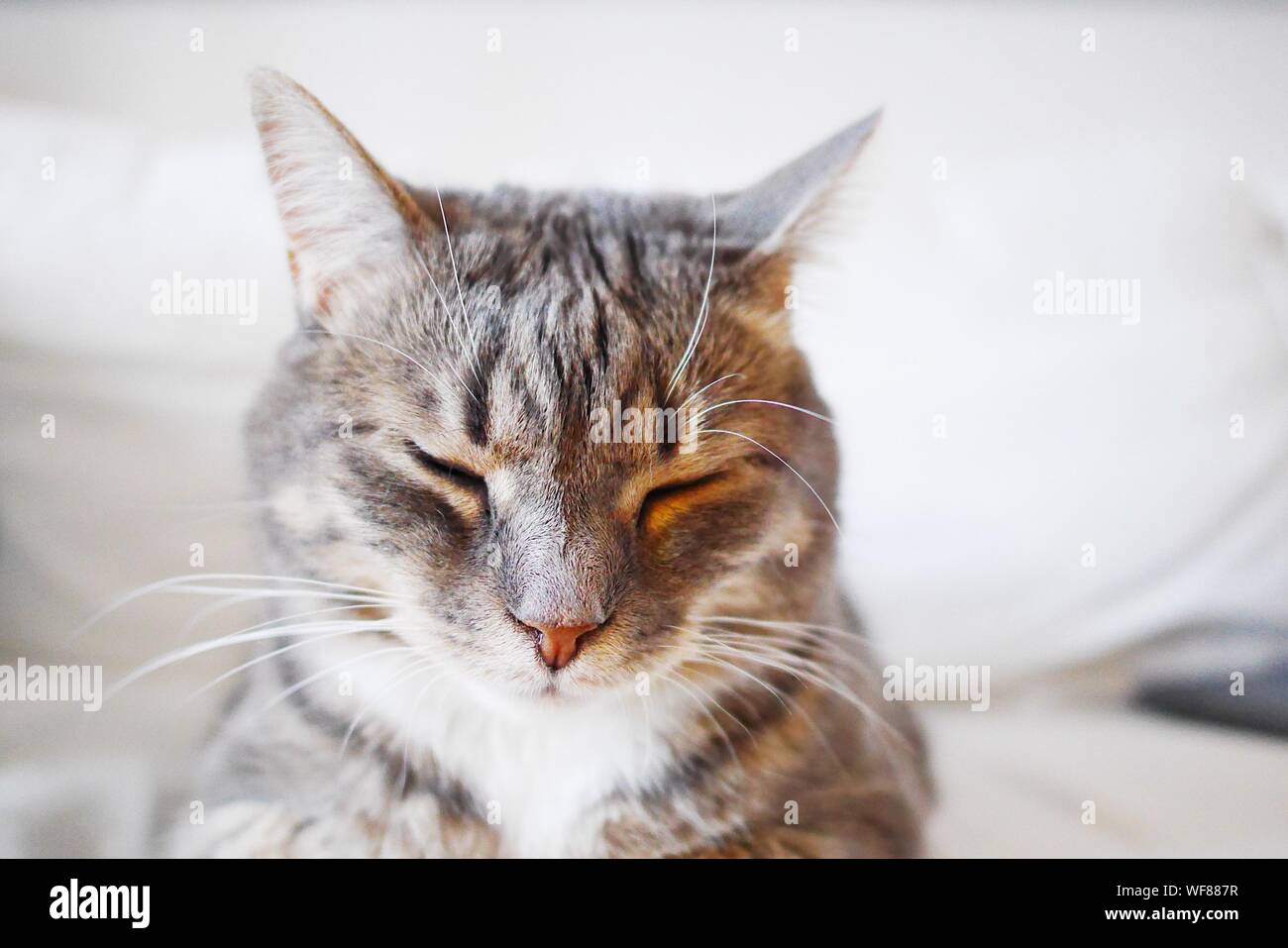 Portrait cat eyes closed hi-res stock photography and images - Alamy
