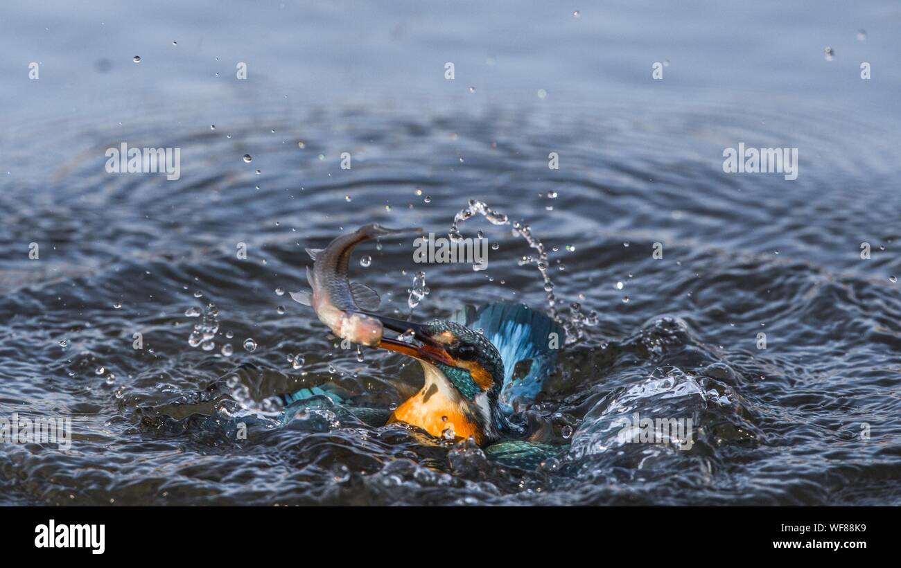 Kingfisher Hunting Fish In River Stock Photo - Alamy
