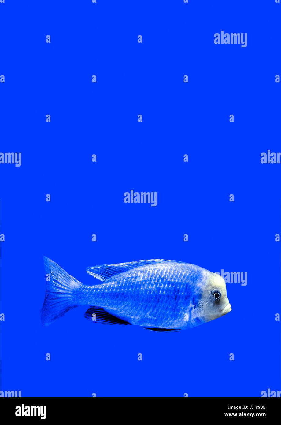 Fish blue background hi-res stock photography and images - Alamy