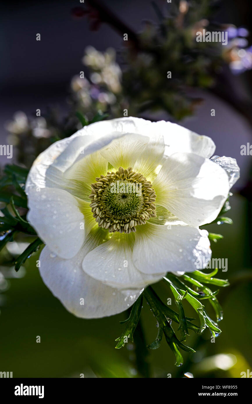 Single anemone with leaf background hi-res stock photography and images ...