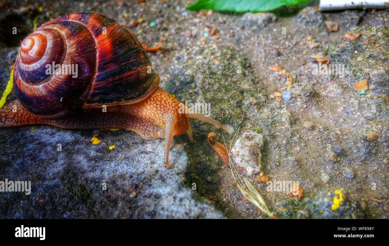 Rock snail sea shell hi-res stock photography and images - Alamy