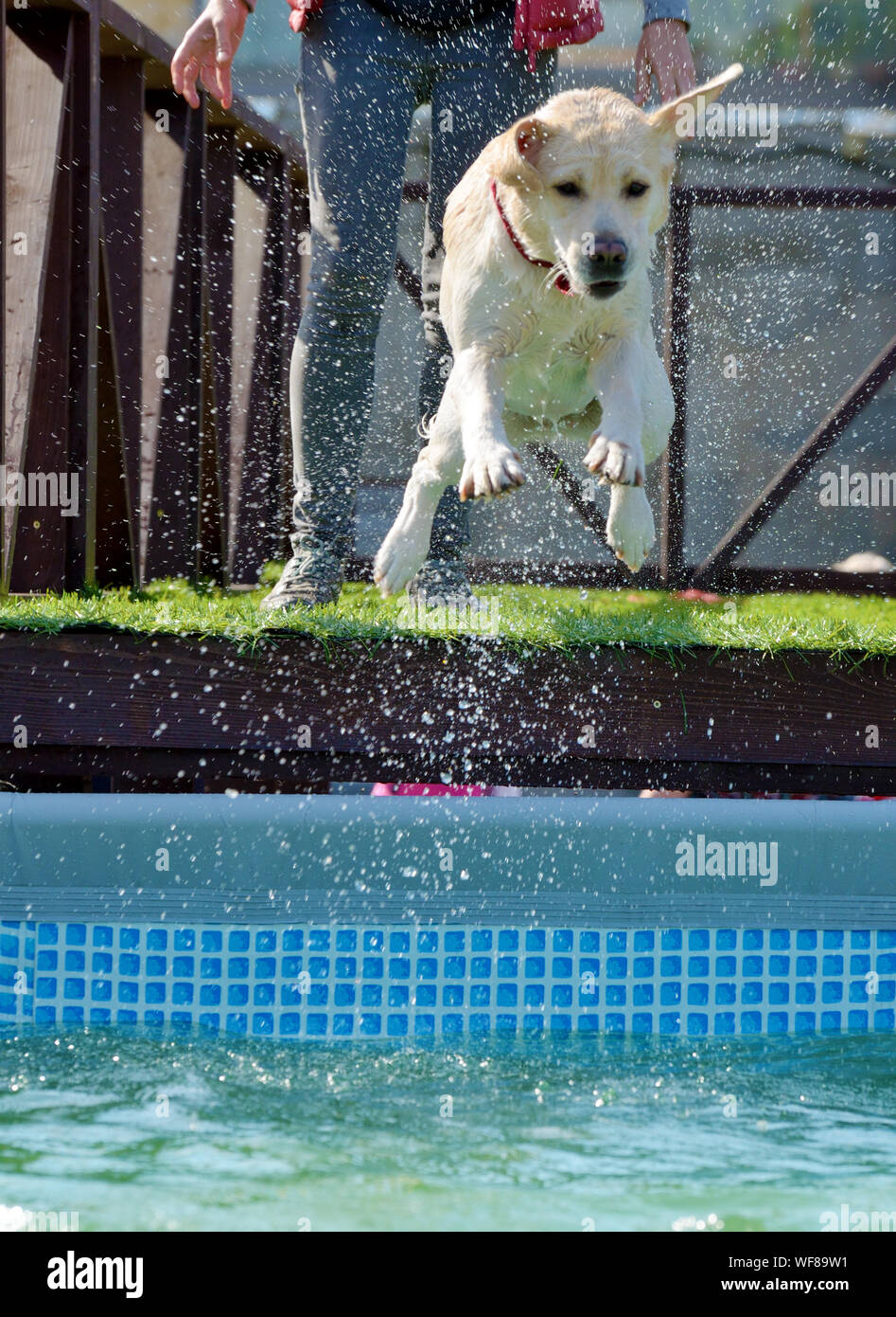 Are Dogs Afraid Of Water