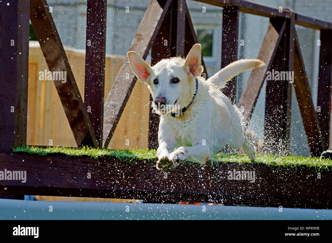 Are Service Dogs Allowed In Pools