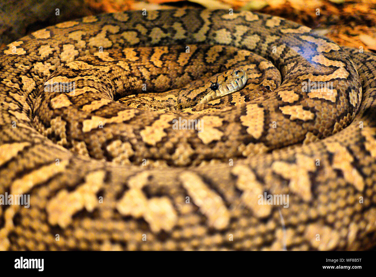Rolled snake hi-res stock photography and images - Alamy