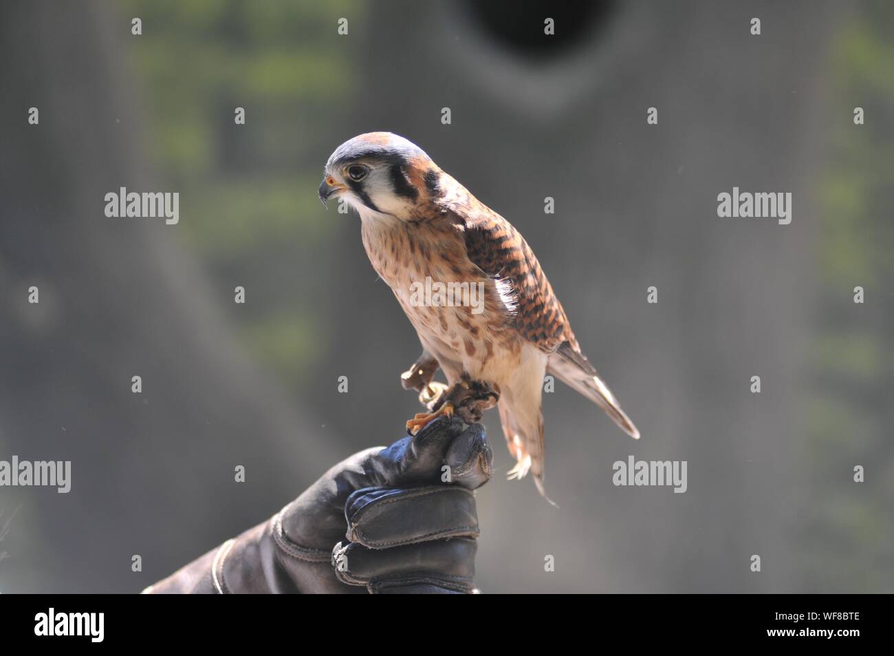 Person holding hawk High Resolution Stock Photography and Images - Alamy