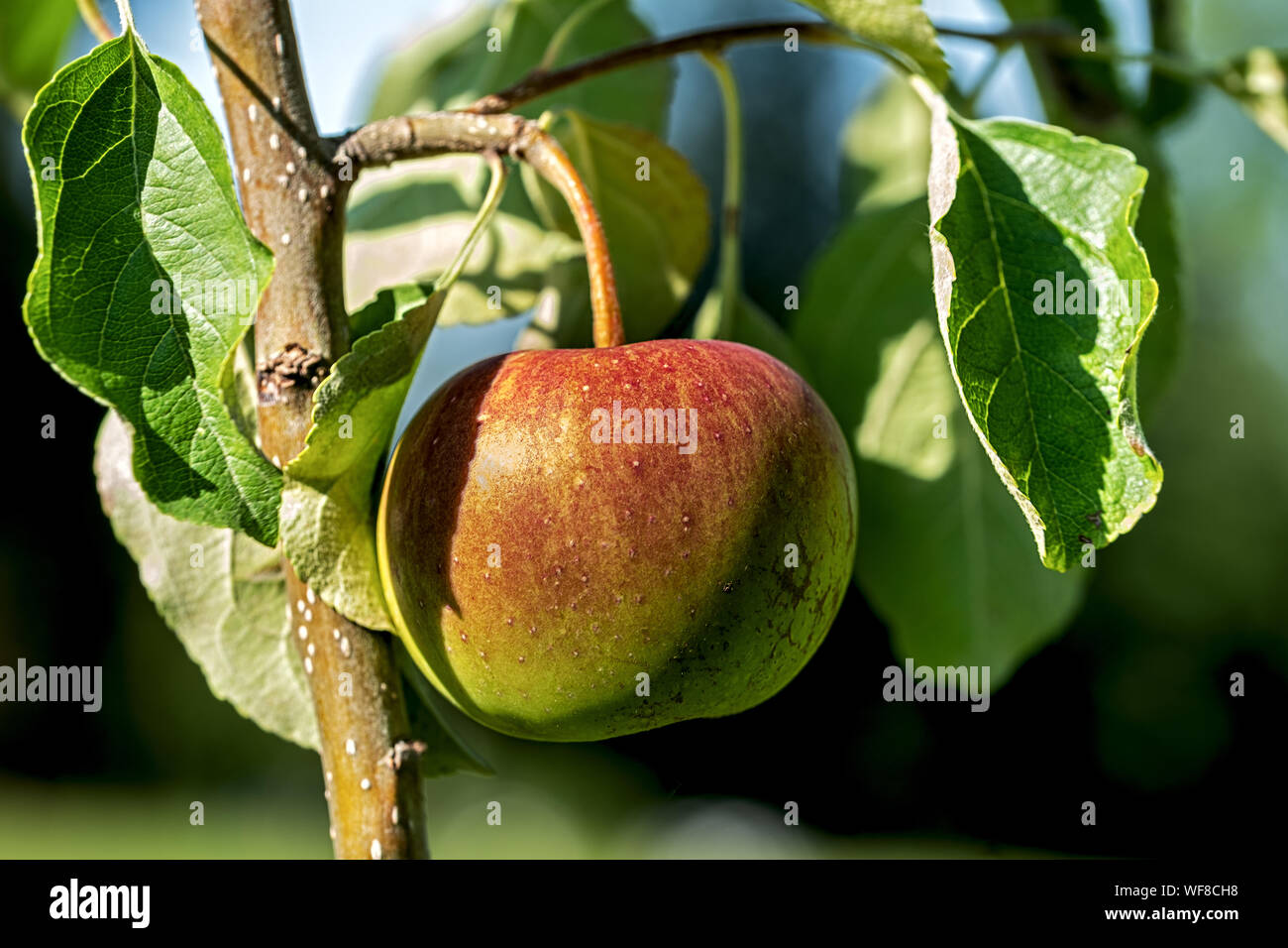 Red delicious apple branch hi-res stock photography and images - Alamy