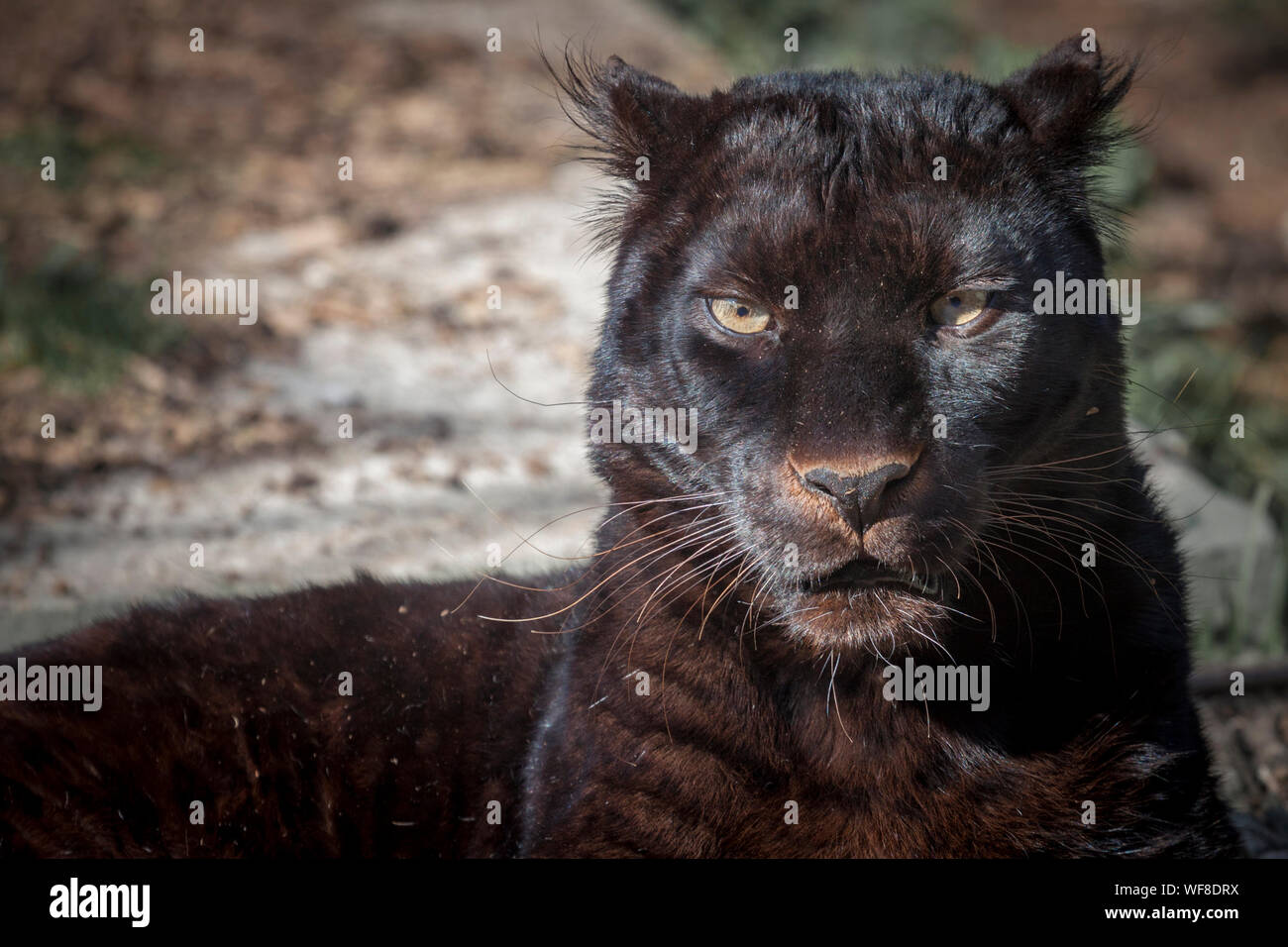 Black panther nature hi-res stock photography and images - Alamy