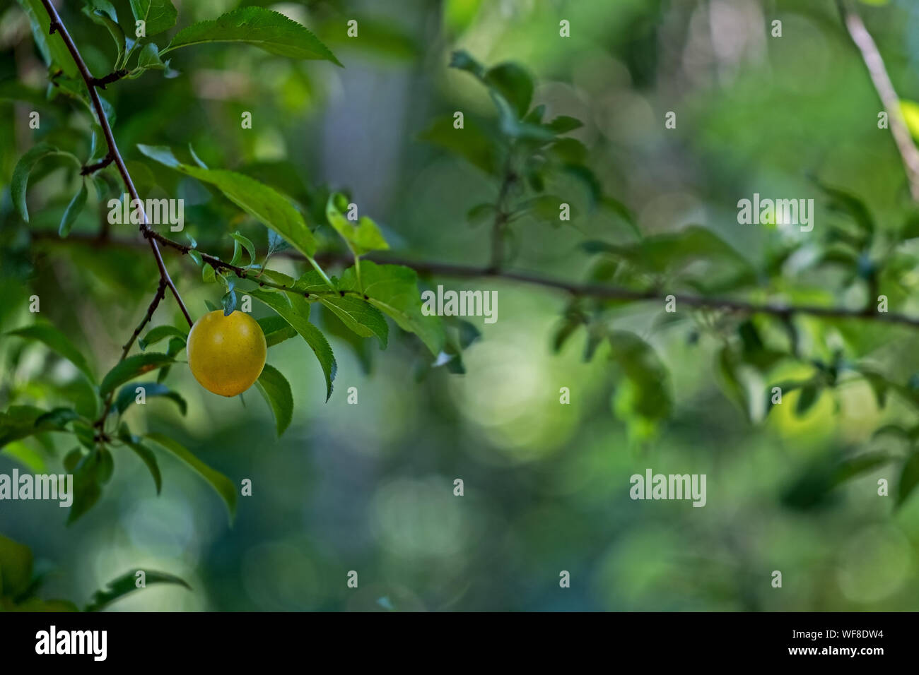 Mirabelle plum tree fruits hi-res stock photography and images - Alamy