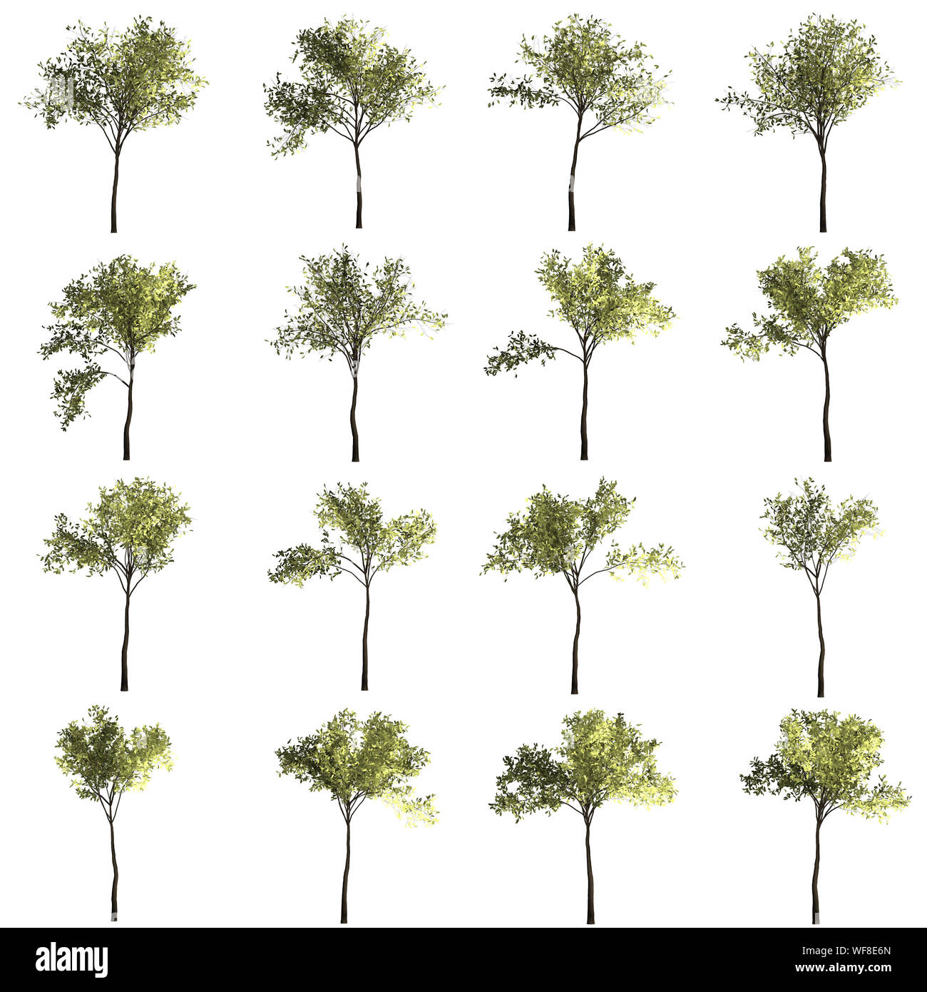 Green Forrest tree background. 3D Illustration. White background ...
