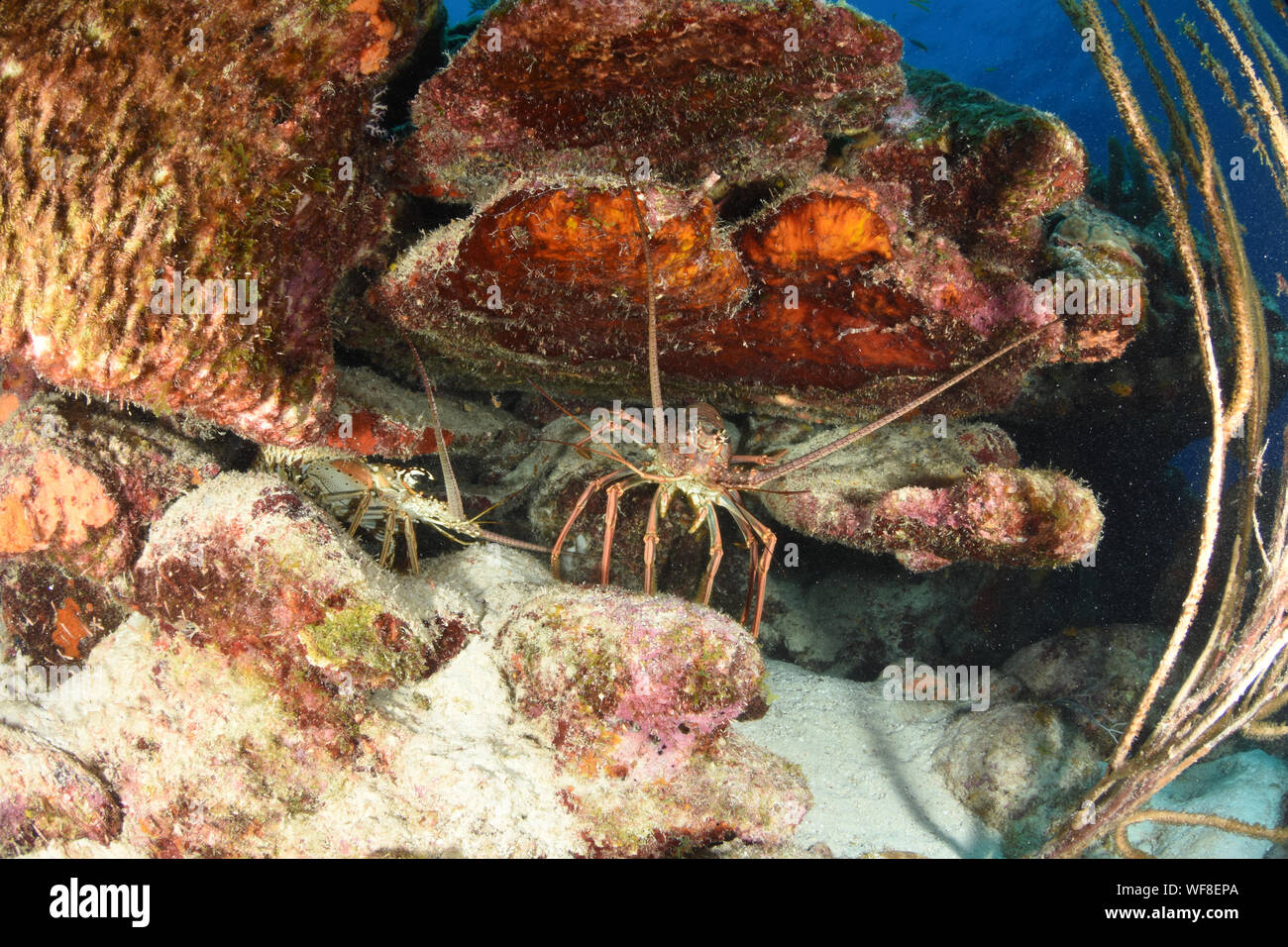 Underwater Caribbean Spiny lobster (Panulirus argus) inhabits tropical ...