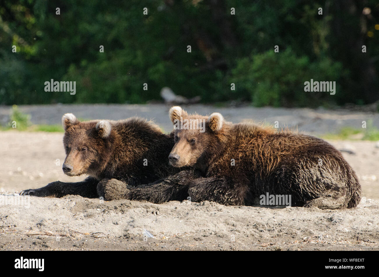 Two sitting bears hi-res stock photography and images - Alamy