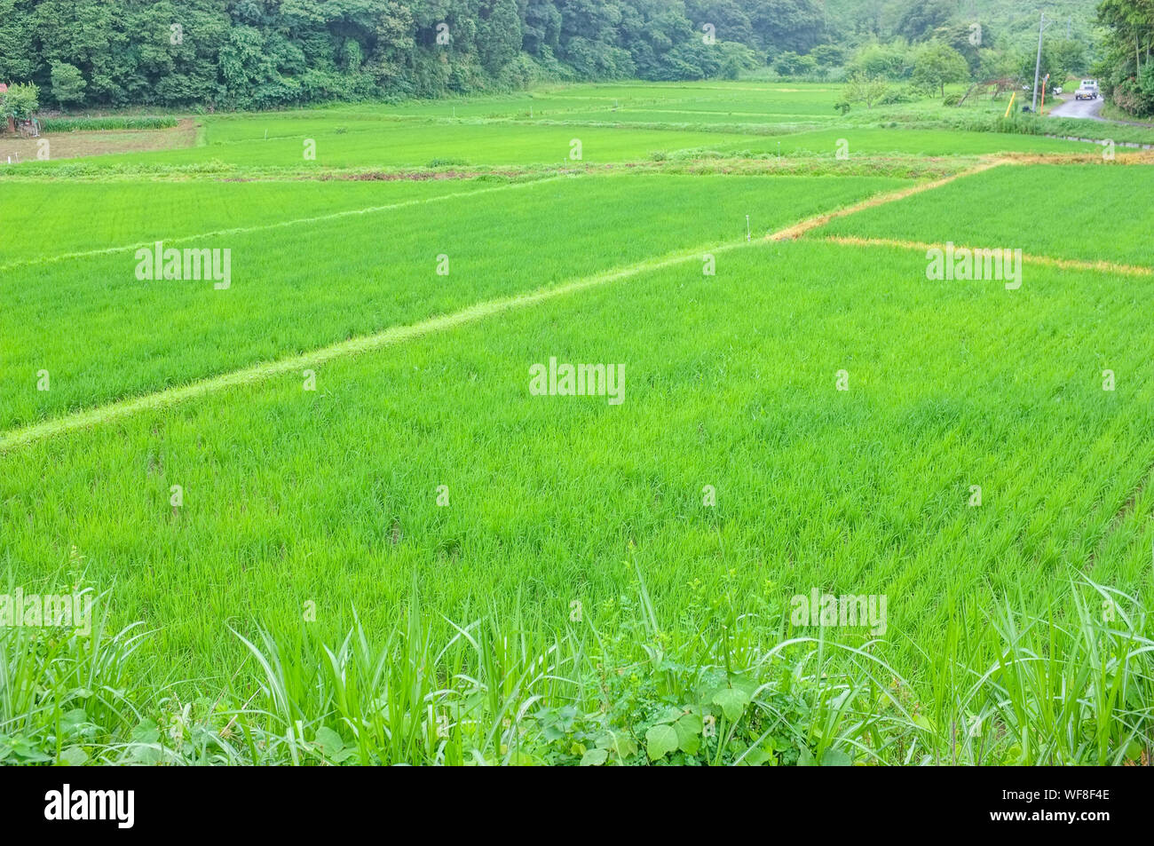 Rice paddy or paddy field in rural Narita in Japan Stock Photo - Alamy