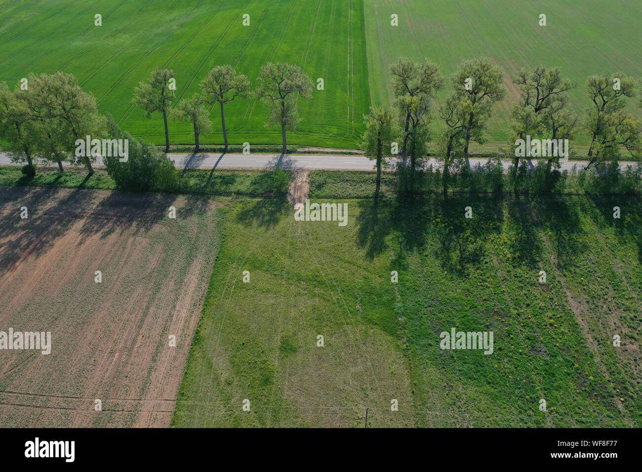 Rural road with old tree alley in nature park, aerial Stock Photo - Alamy