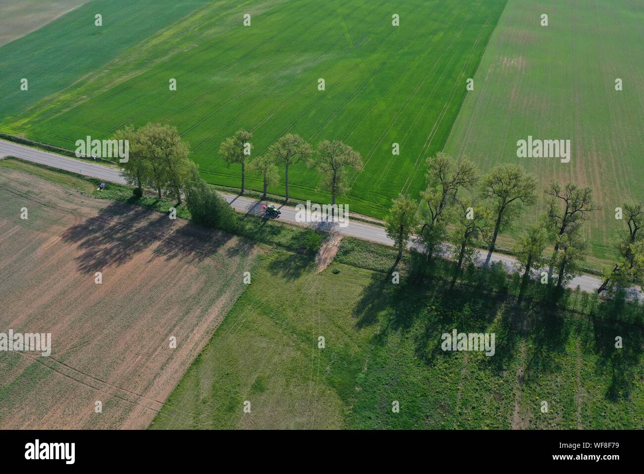 Rural road with old tree alley in nature park and agriculture tractor ...