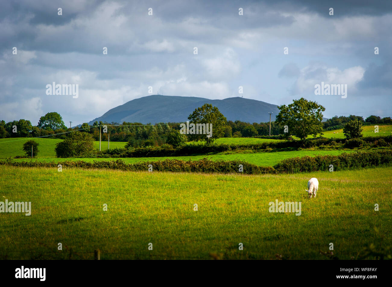 A single sheep grazes in field on Inch Island, County Donegal, Ireland ...