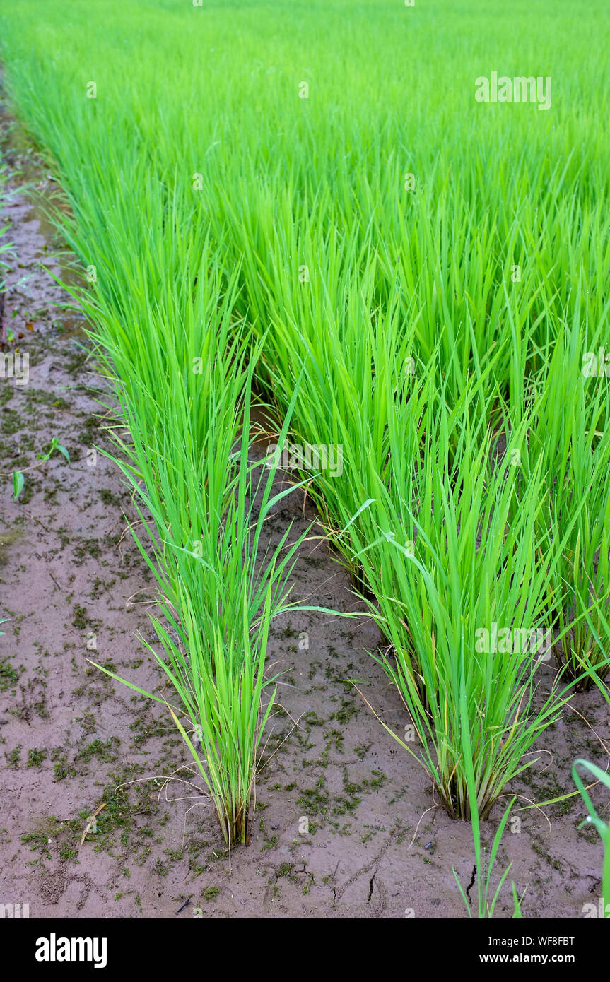 Rice farming japan hi-res stock photography and images - Alamy