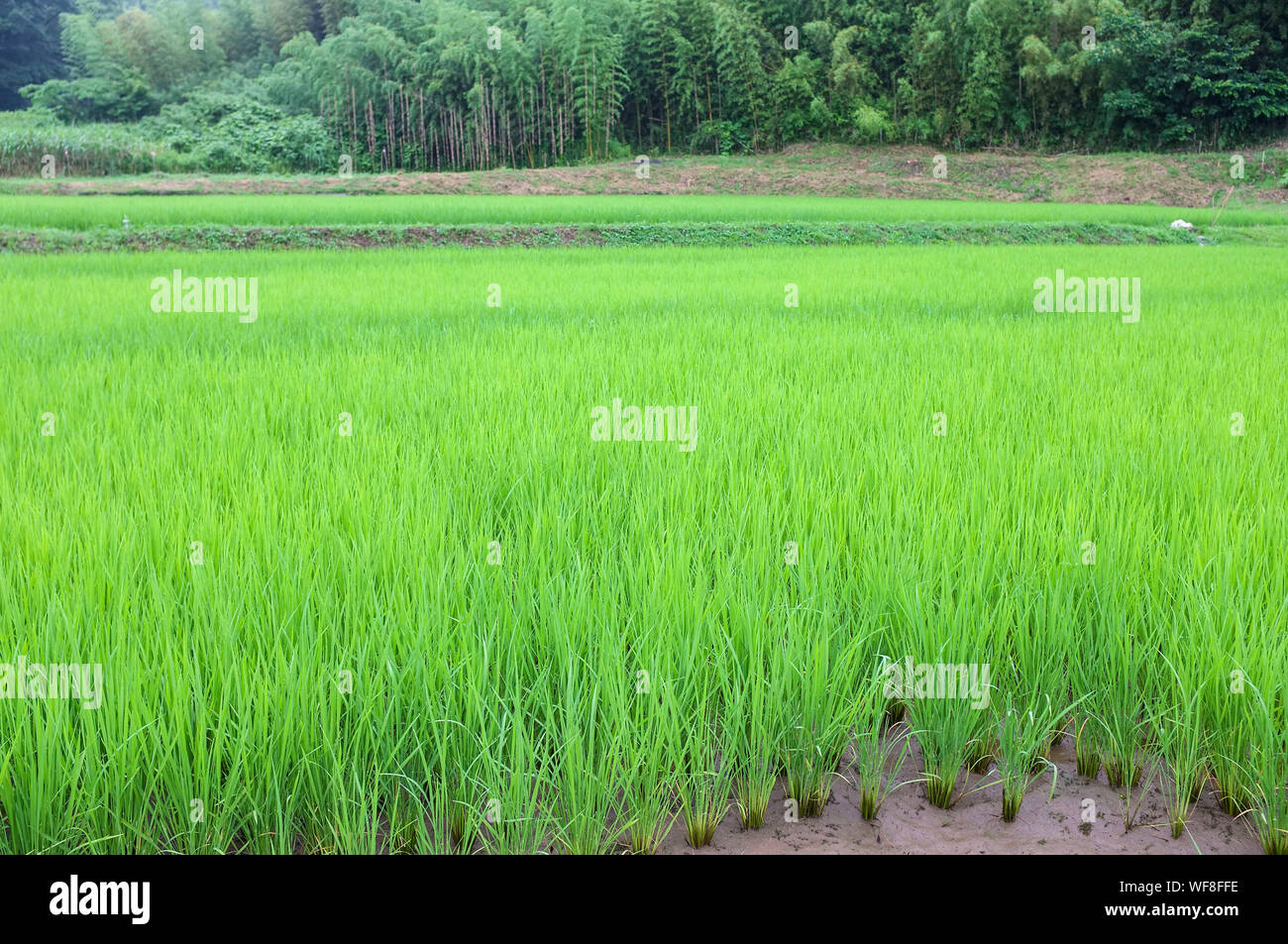 Rice paddy or paddy field in rural Narita in Japan Stock Photo - Alamy