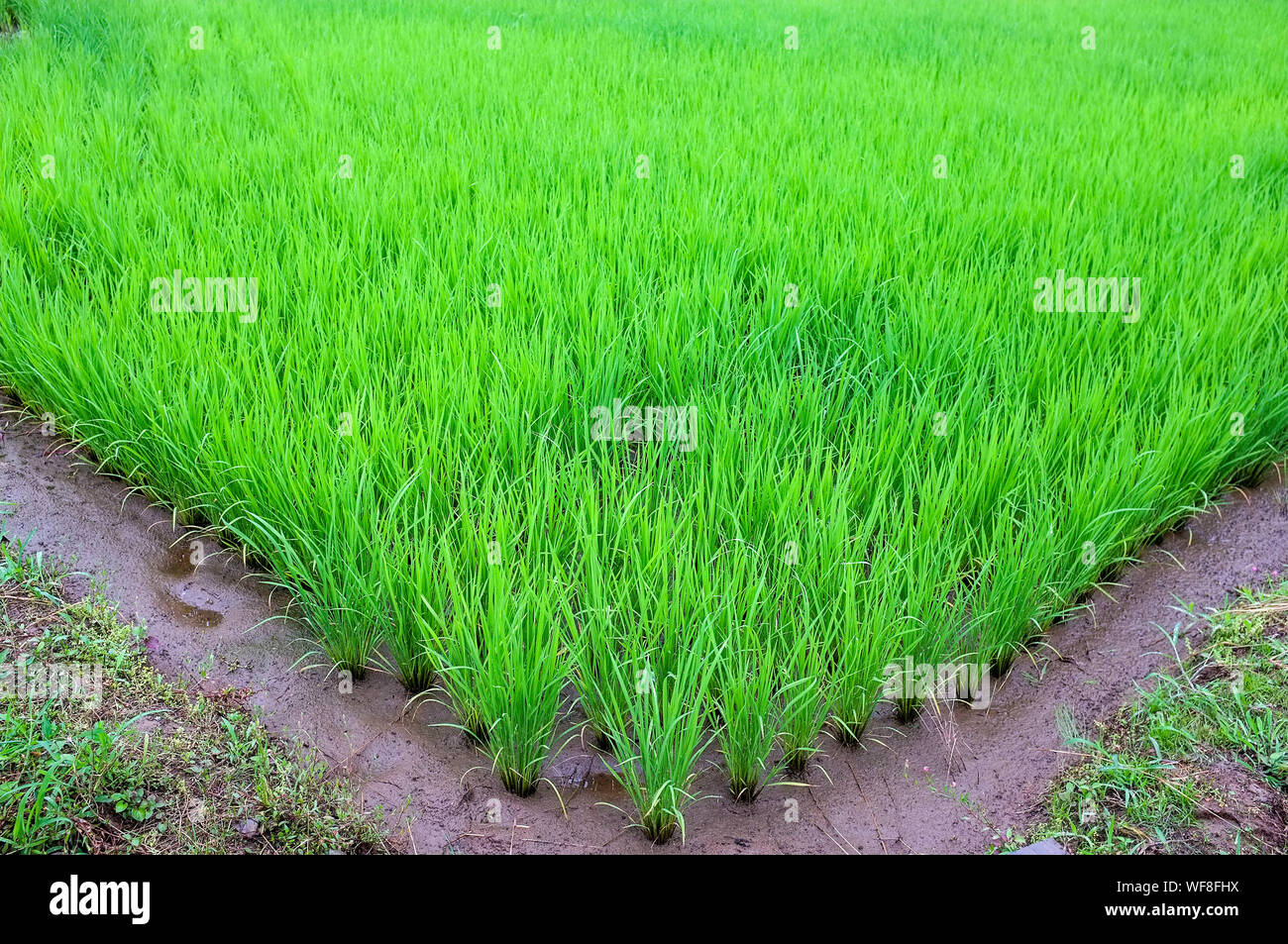 Rice paddy or paddy field in rural Narita in Japan Stock Photo - Alamy