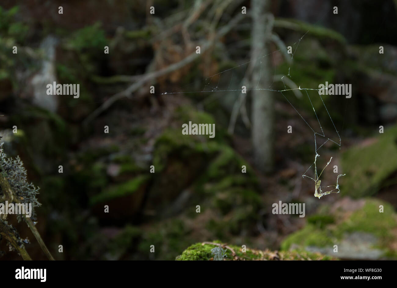 Triangle spider web and prey Stock Photo - Alamy