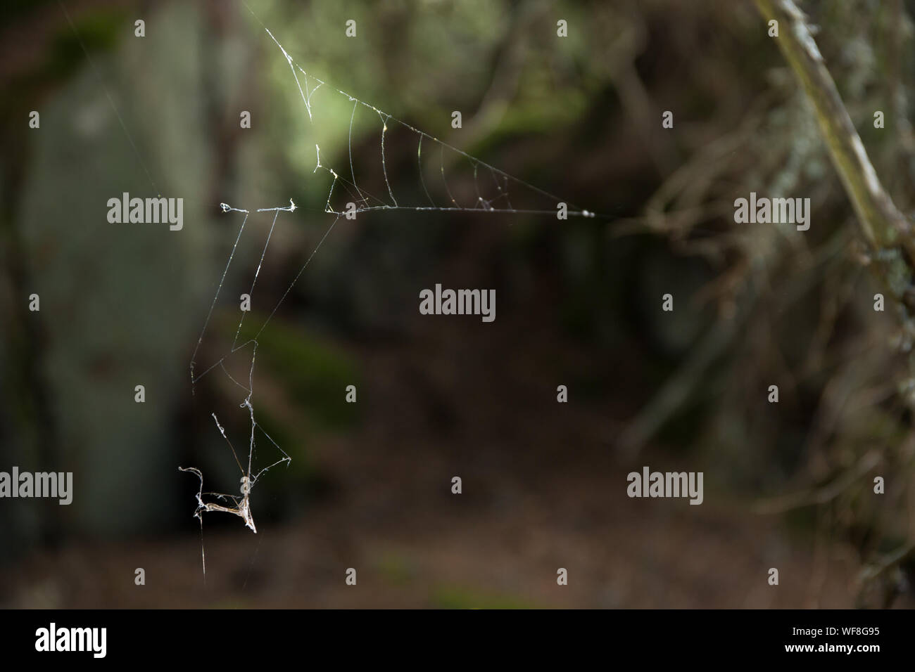 Triangle spider web and prey Stock Photo - Alamy