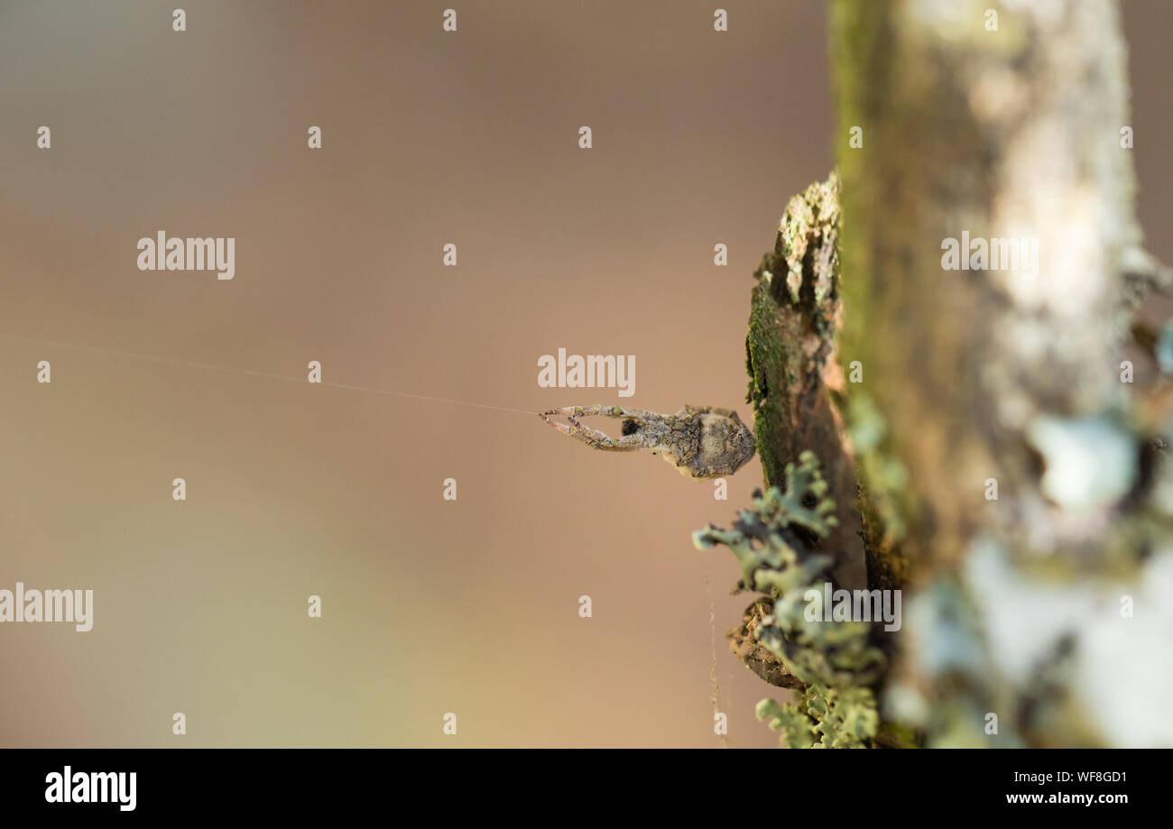 Hyptiotes spider triangle web hi-res stock photography and images - Alamy