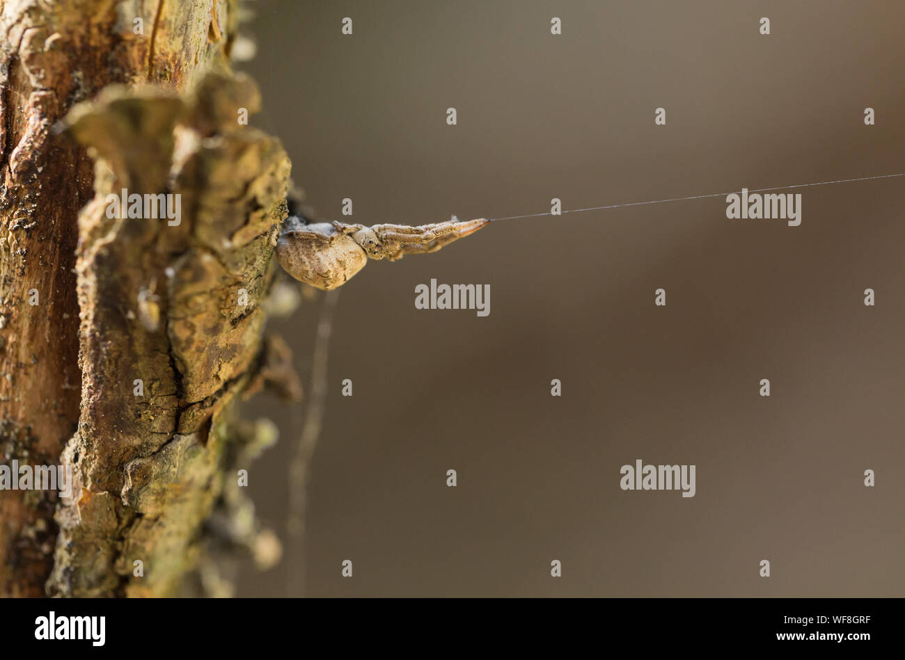 Hyptiotes spider triangle web hi-res stock photography and images - Alamy