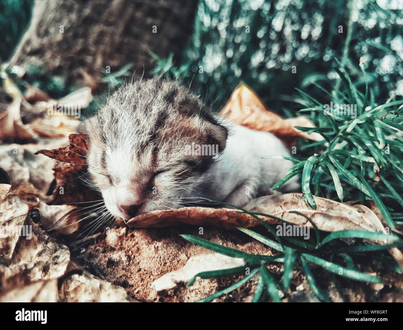 Dead kitten hi-res stock photography and images - Alamy