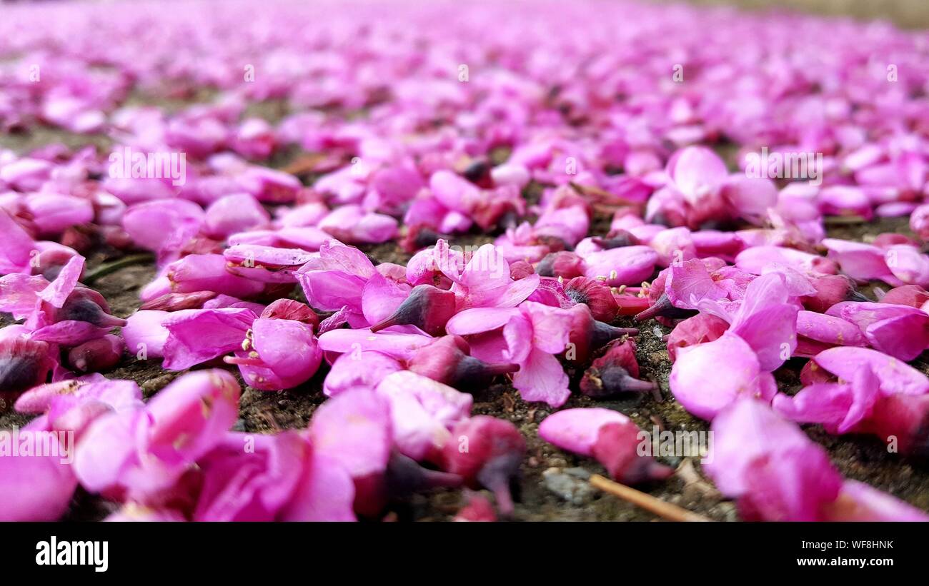 Fallen cherry blossom petals hi-res stock photography and images - Alamy