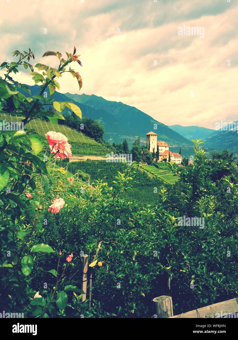 Plants Growing On Mountain Stock Photo - Alamy