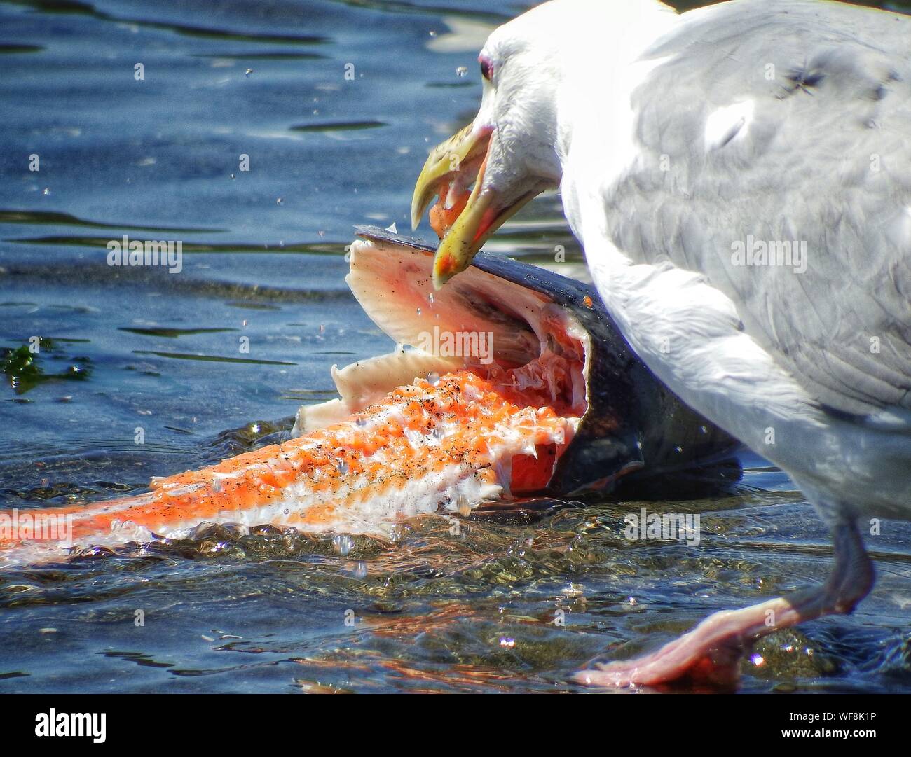 Dead Body In Water High Resolution Stock Photography and Images - Alamy